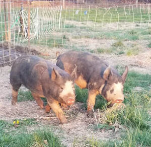 Heritage Pigs – Bringhurst Meats & Catering